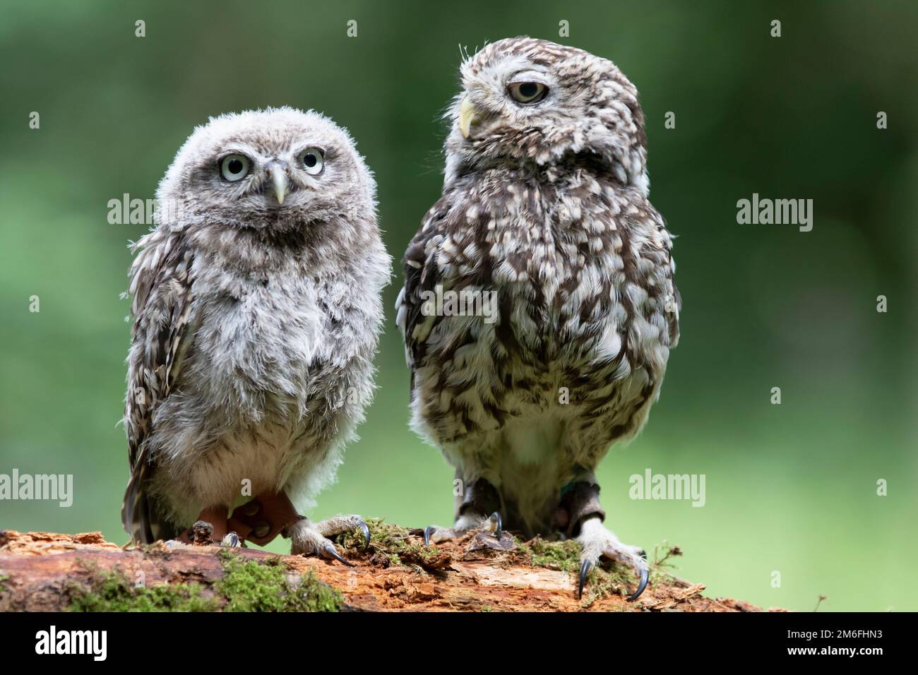 Two Little owls on a tree branch England Stock Photo - Alamy