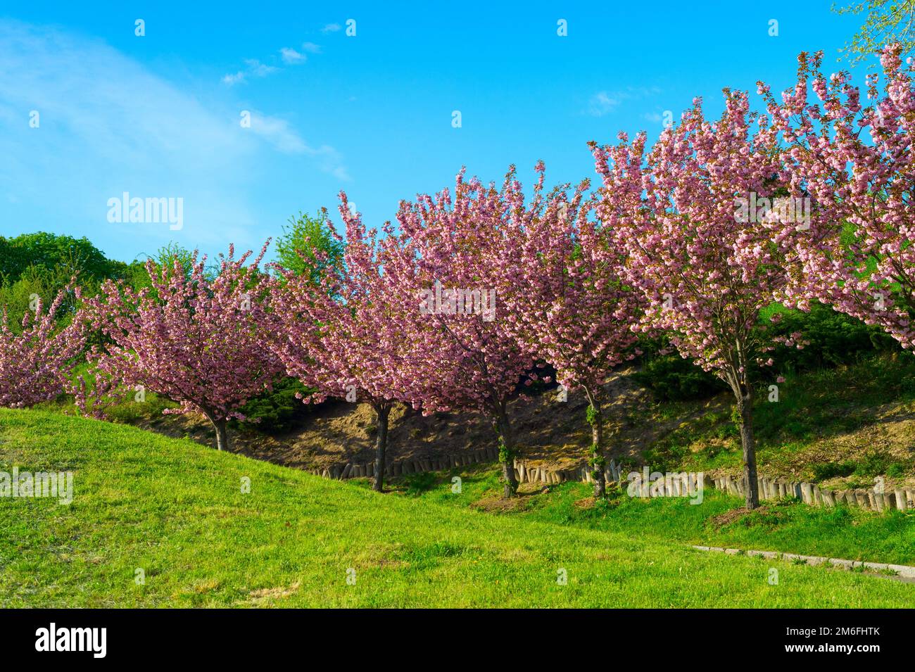 Blooming sakura trees hi-res stock photography and images - Alamy