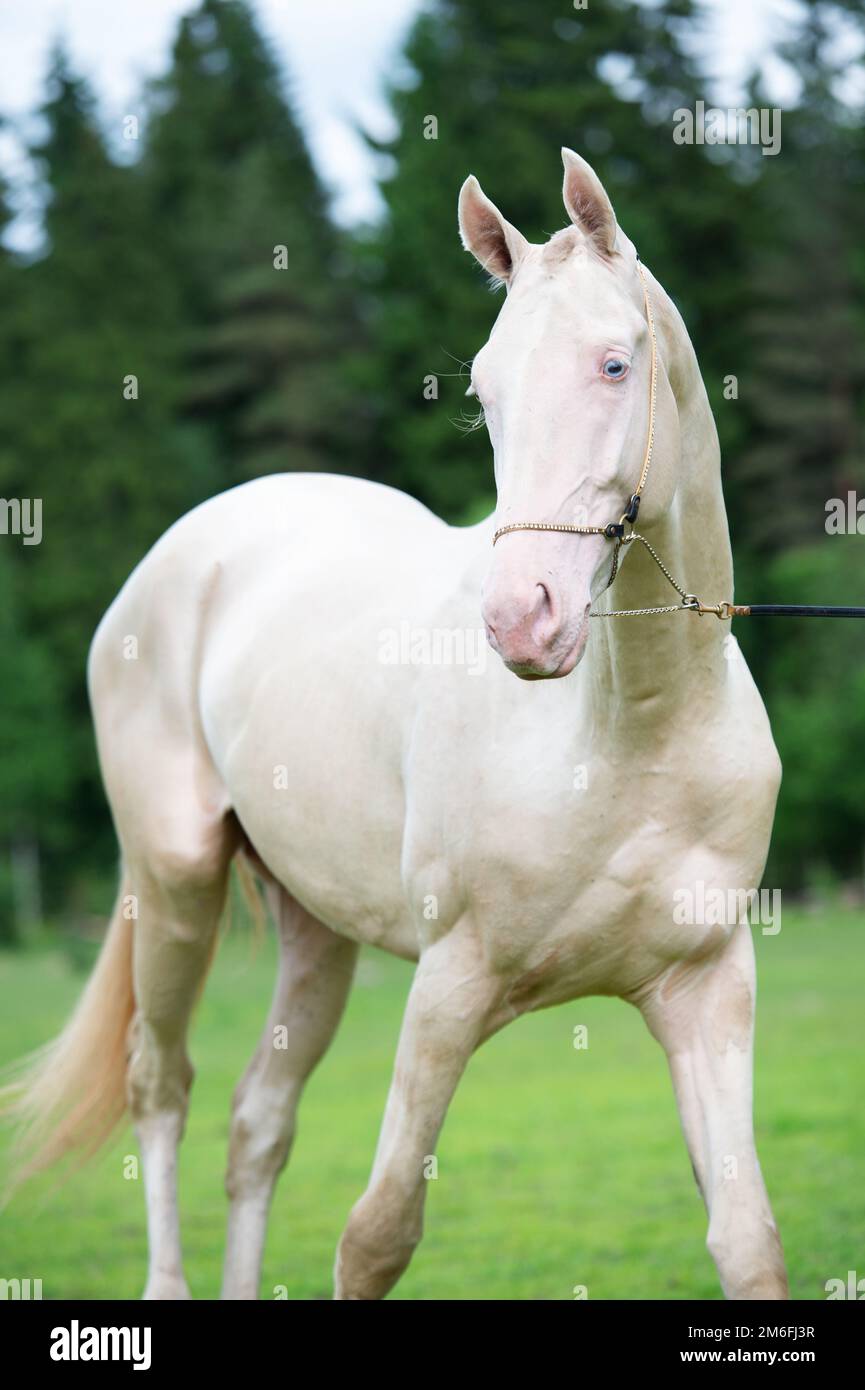 Portrait of beautiful creamello purebred akhalteke young stallion in ...