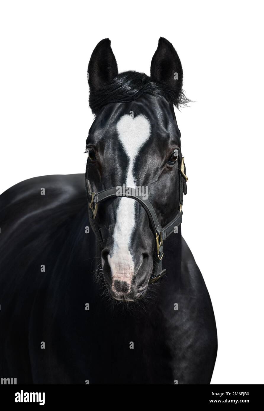 Black horse with heart mark. Unigue and rare colored. Isolated on white ...