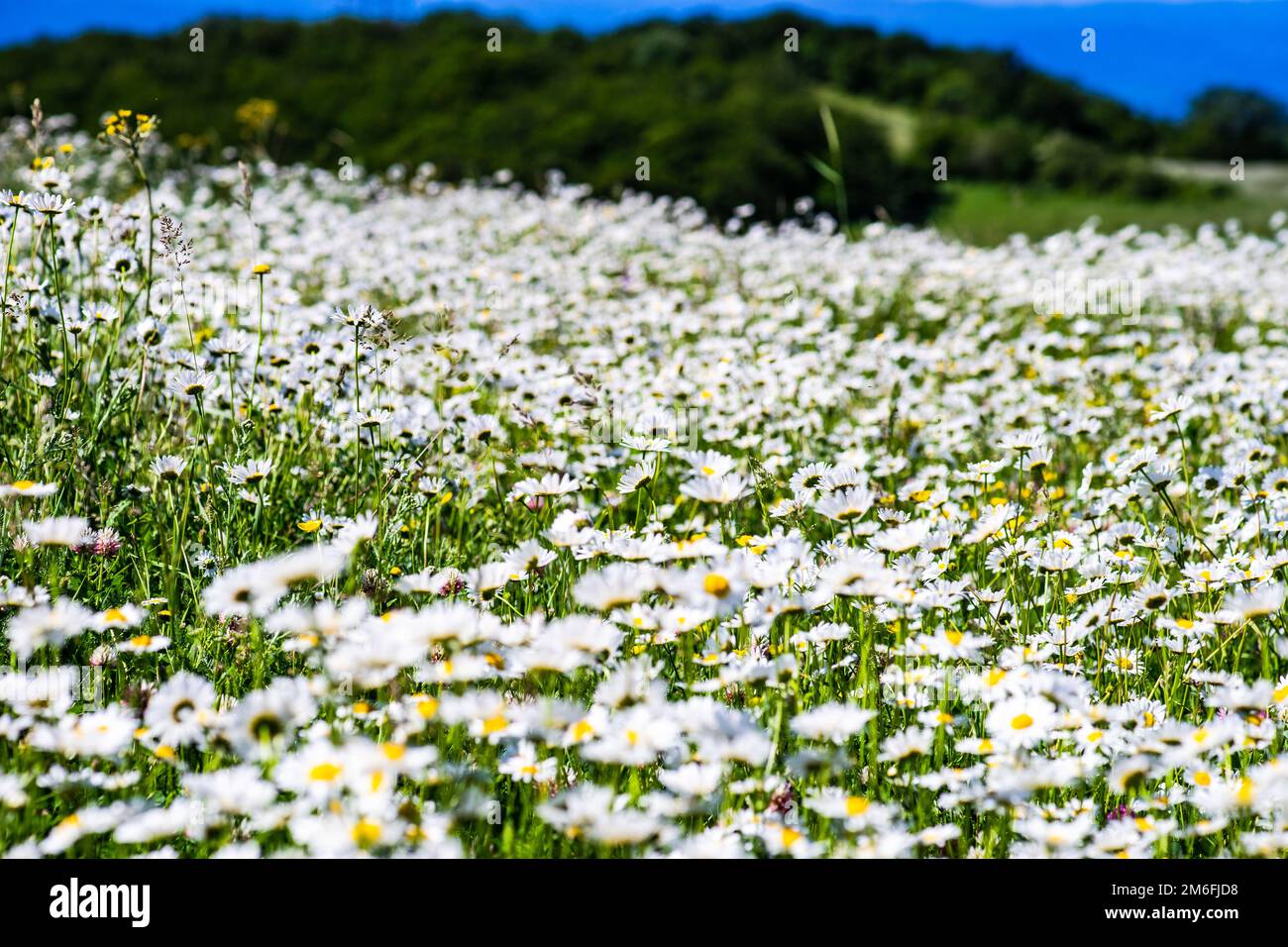 Summer wild meadow Stock Photo - Alamy