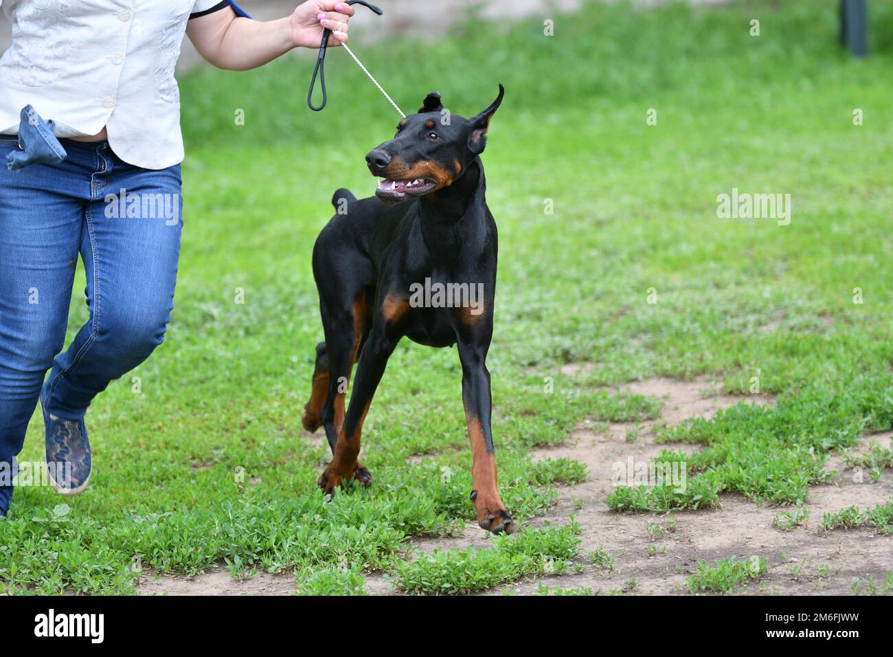 Orenburg, Russia - June 11, 2017: A girl is training a Dog of the ...