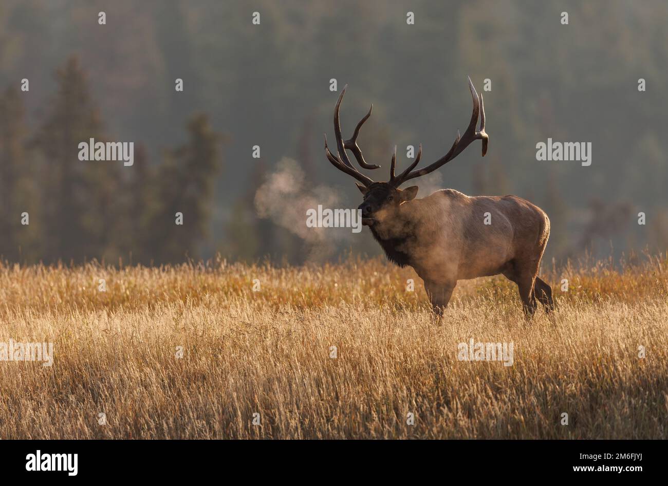 Bull Elk During the Rut Stock Photo - Alamy