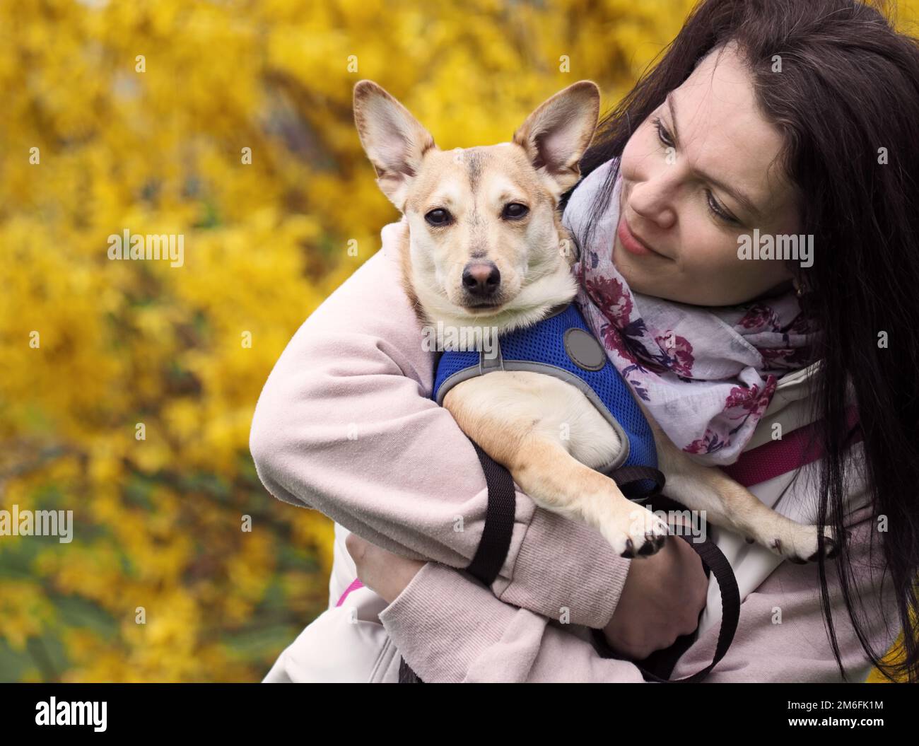 Adult nice woman walks the small dog in springtime Stock Photo - Alamy