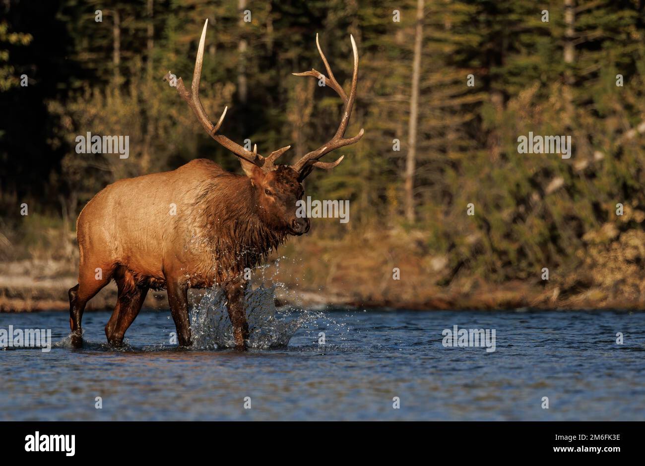 Bull Elk During the Rut Stock Photo - Alamy
