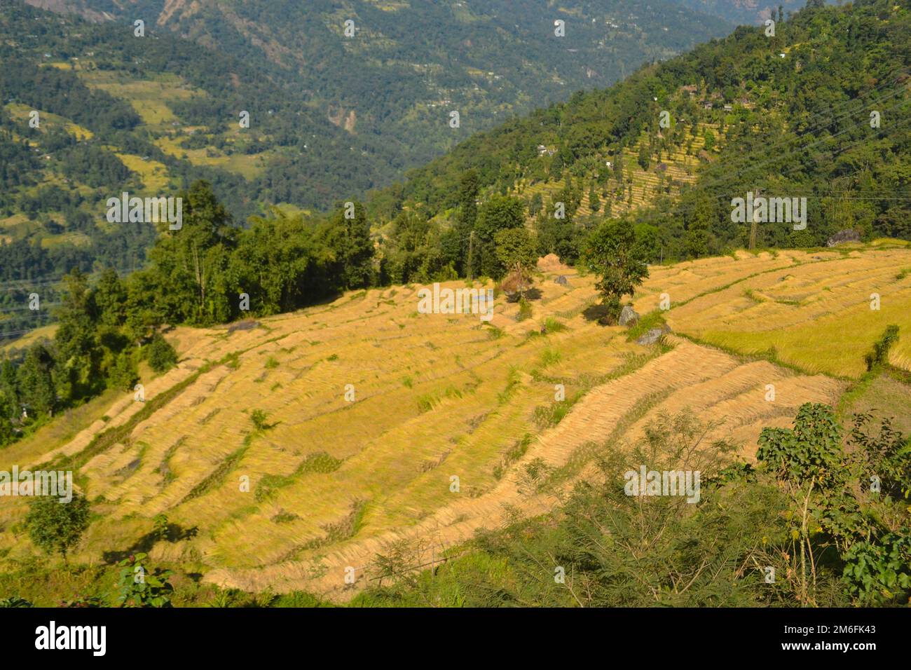 Golden terraced paddy fields in Sikkim Himalayan mountains Stock Photo ...