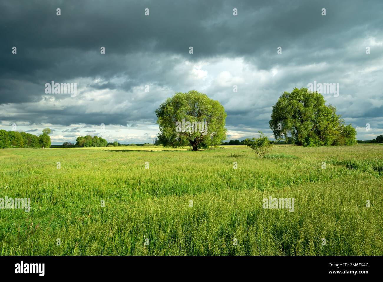 Grassland trees on cloudy hi-res stock photography and images - Alamy