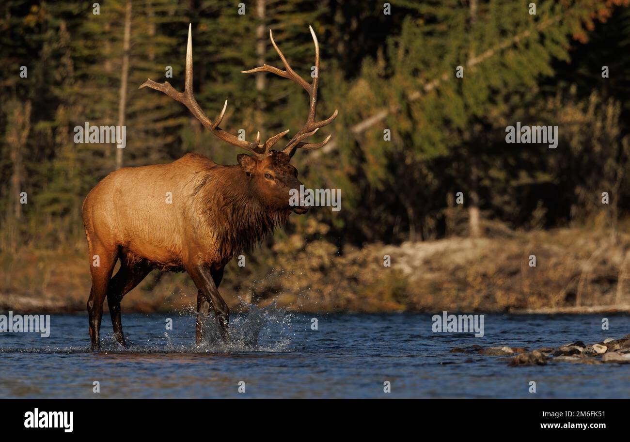 Bull Elk During the Rut Stock Photo - Alamy
