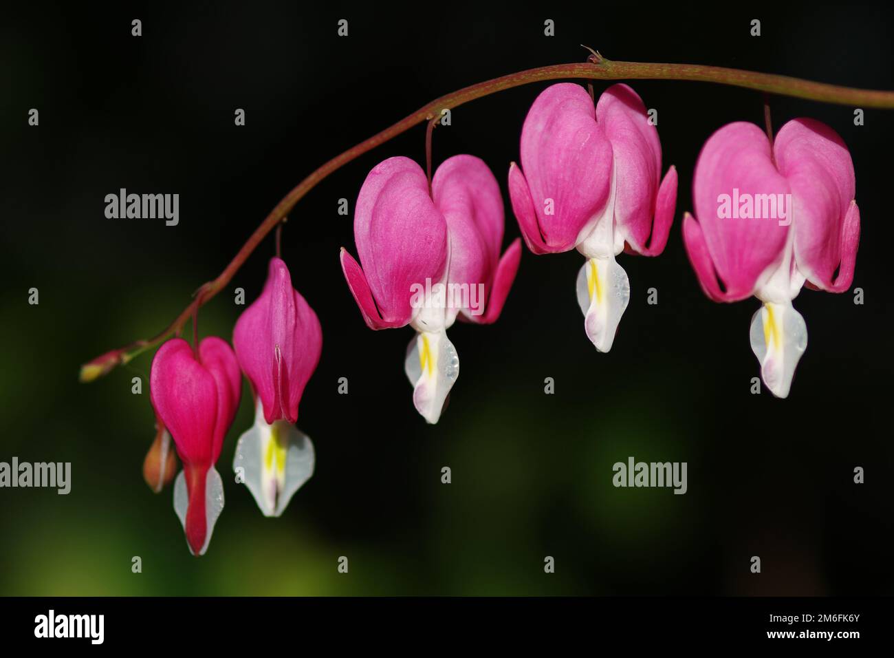 Weeping Hearts Flowers Stock Photo - Alamy