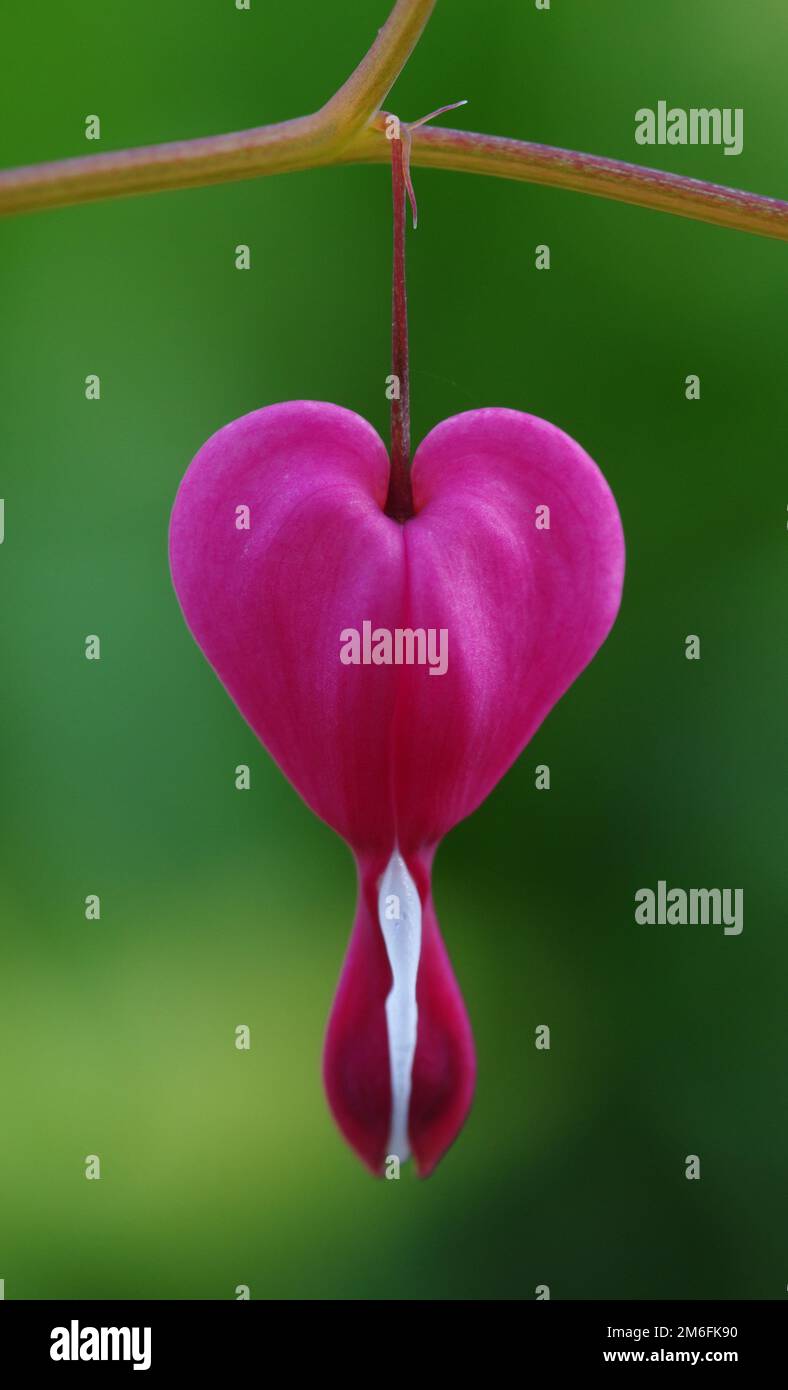 Weeping hearts flower hi-res stock photography and images - Alamy