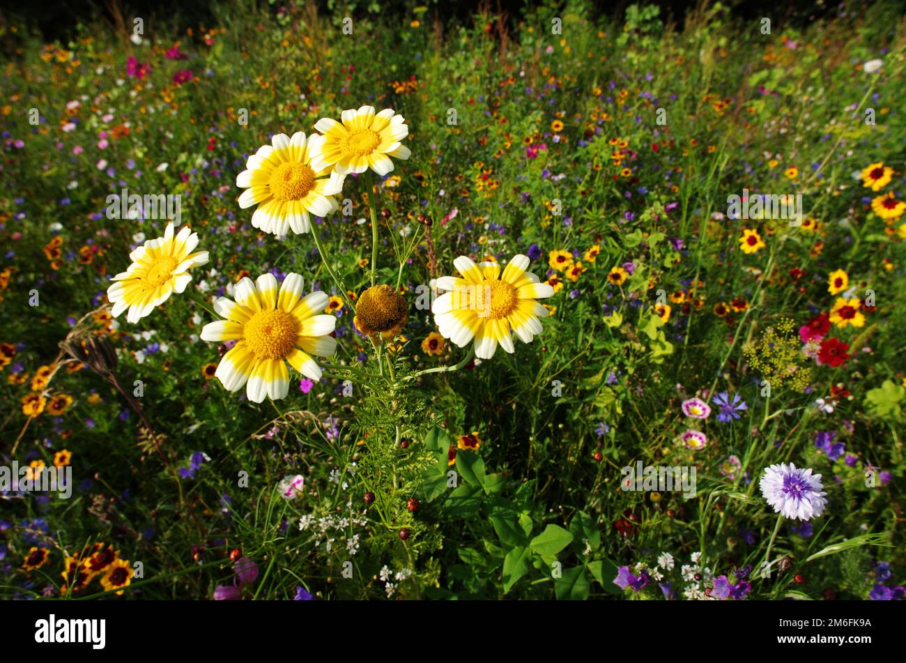 Blumenwiese deutschland hi-res stock photography and images - Alamy