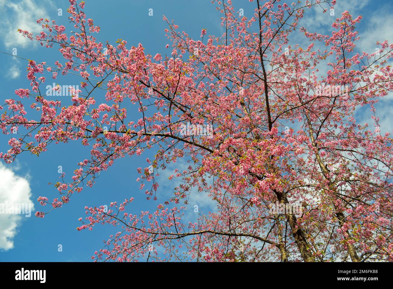 The magical Cherry Blossom tree in Himalyan mountain of Kalimpong Stock ...