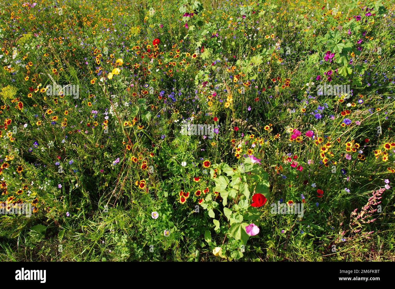 Blumenwiese deutschland hi-res stock photography and images - Alamy