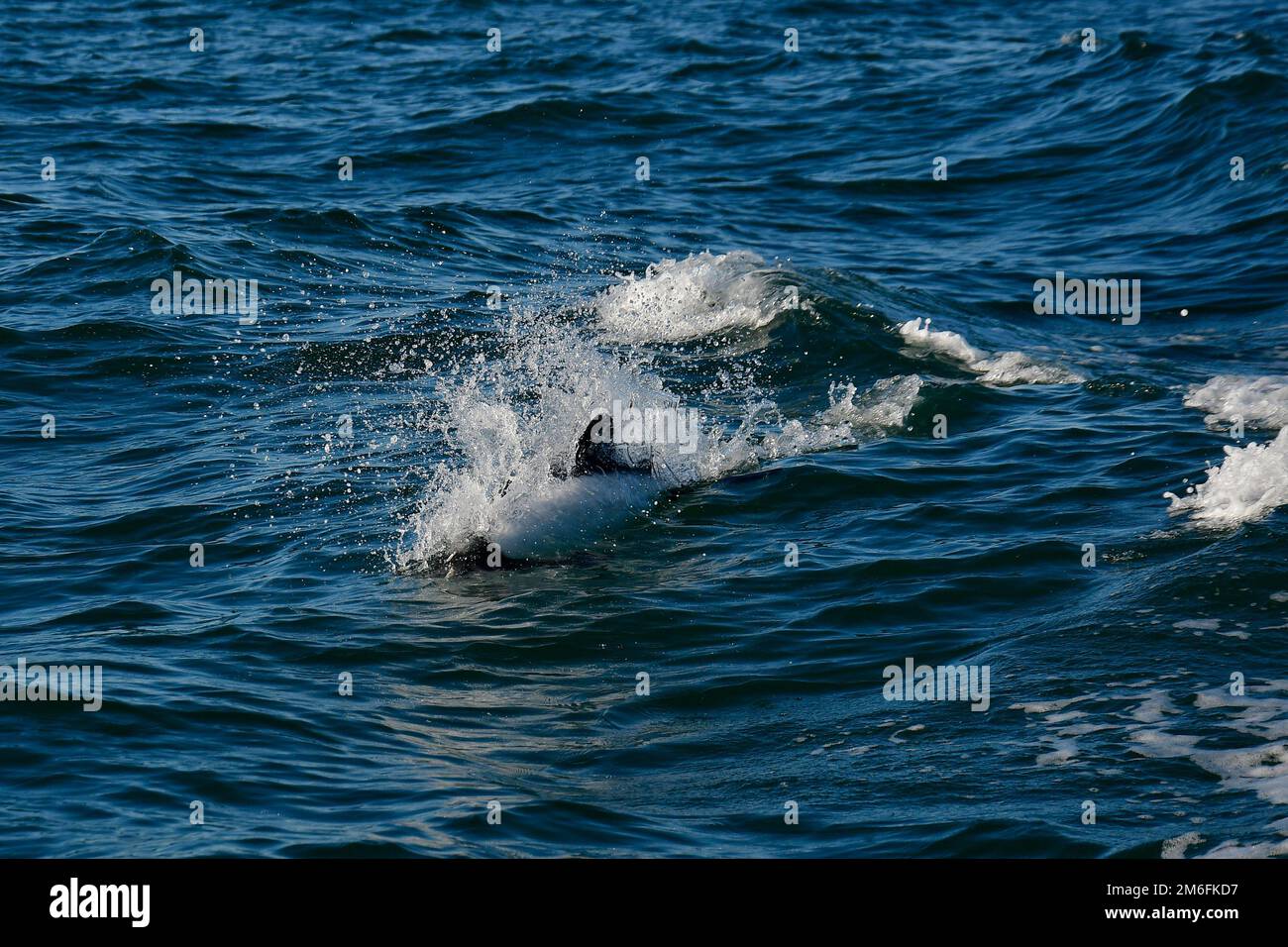 Commerson's dolphin (Cephalorhynchus commersonii).Unesco world heritage ...