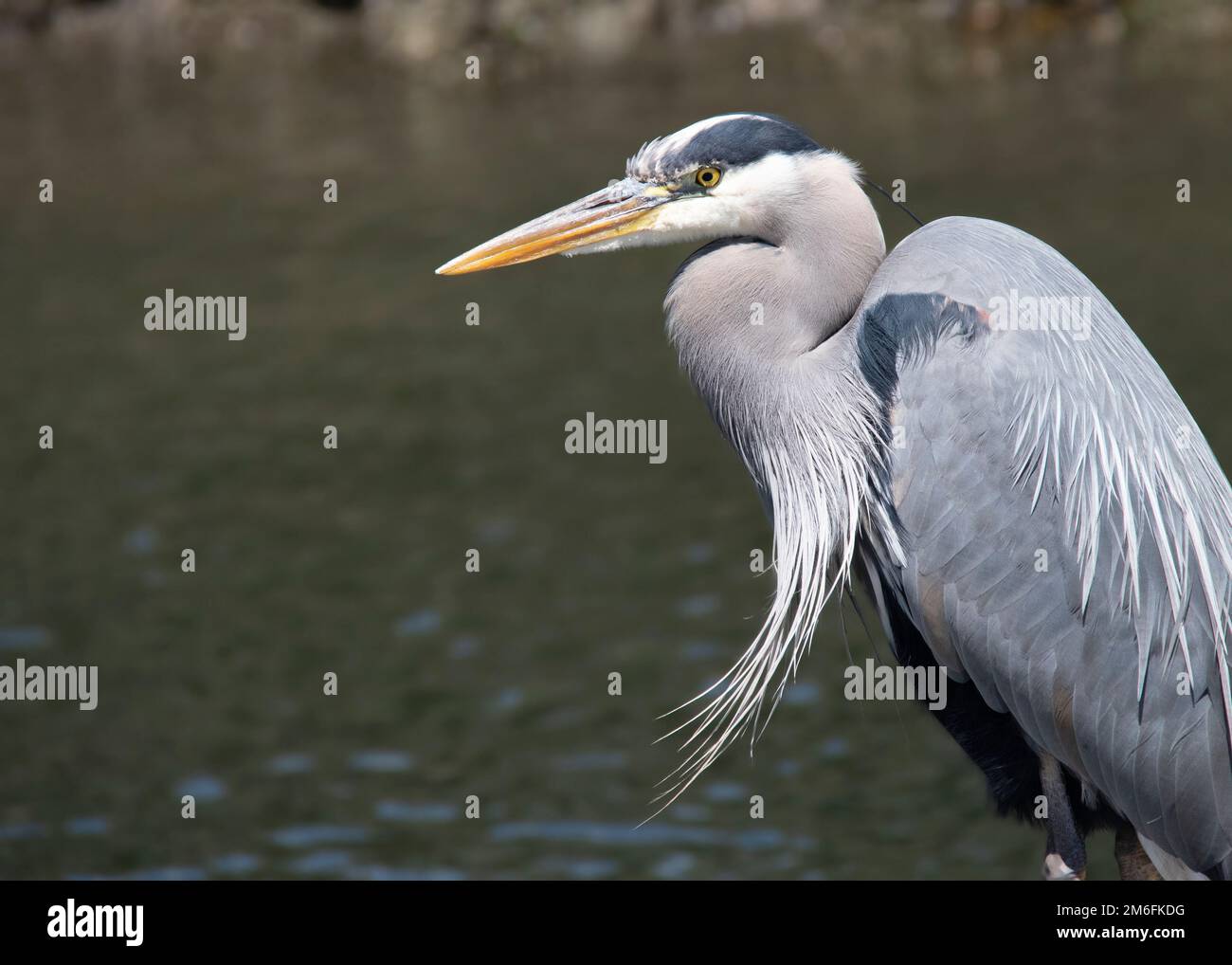 Great blue heron in side profile showing breeding plumes mane long ...