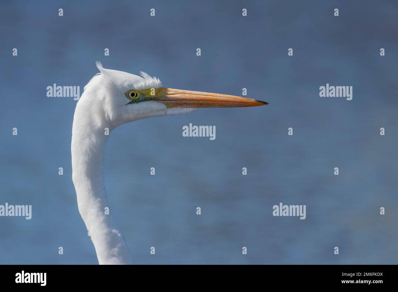 Great egret / white heron close up of head and neck in side profile ...