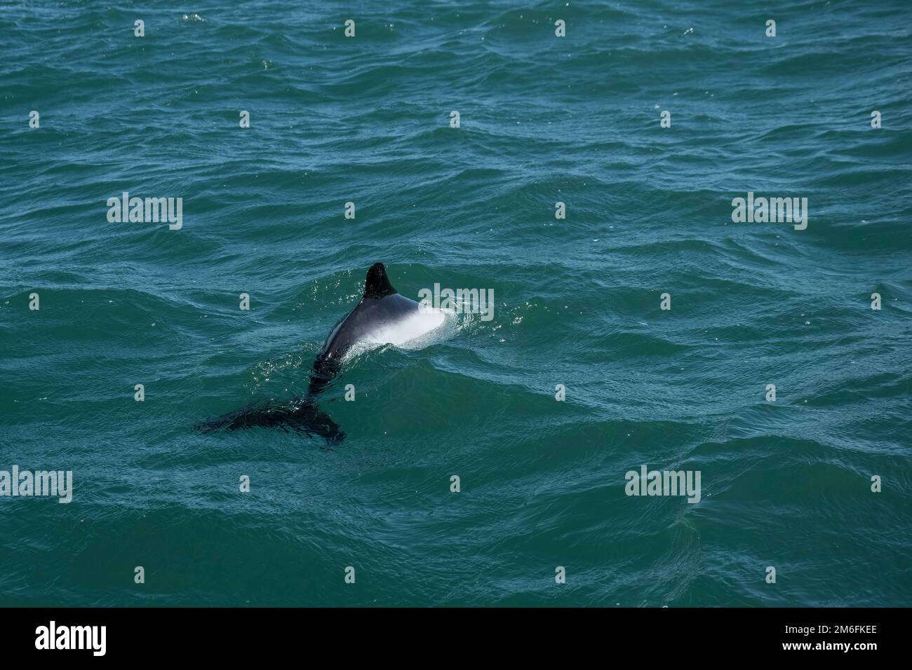 Commerson's dolphin (Cephalorhynchus commersonii).Unesco world heritage ...