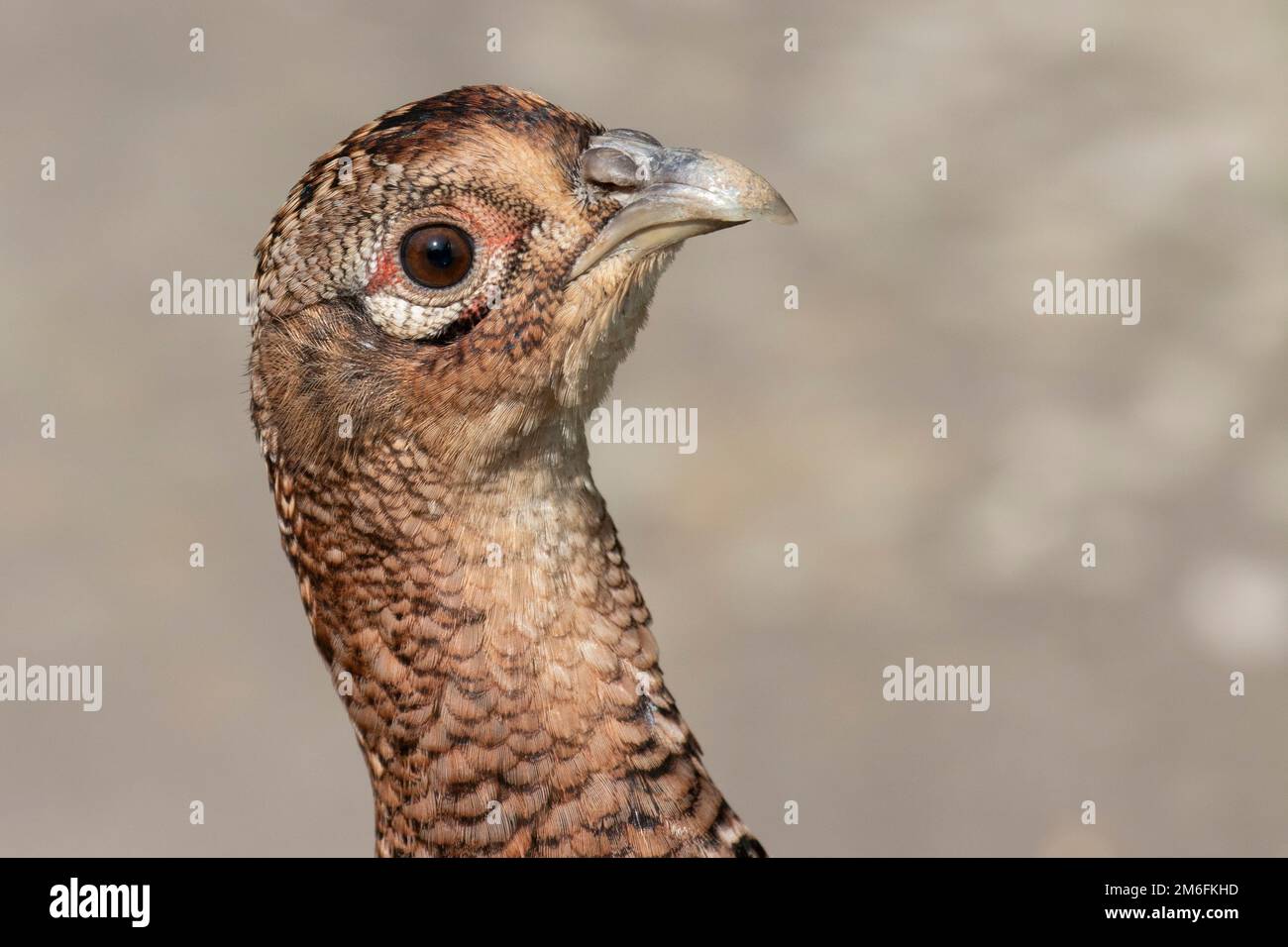 Pheasant female close up of head in side profile showing brown markings ...