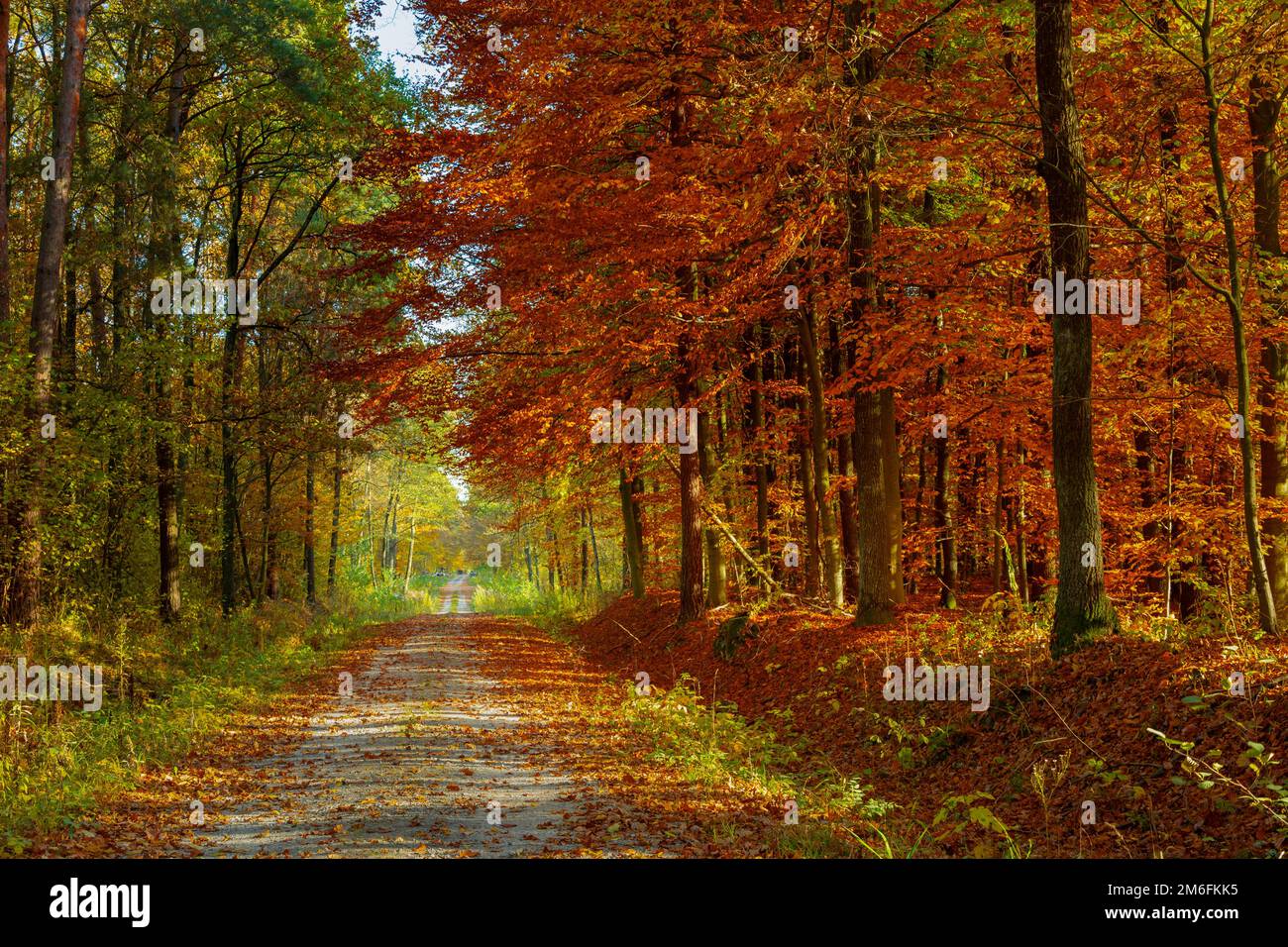 Long straight path through wood hi-res stock photography and images - Alamy