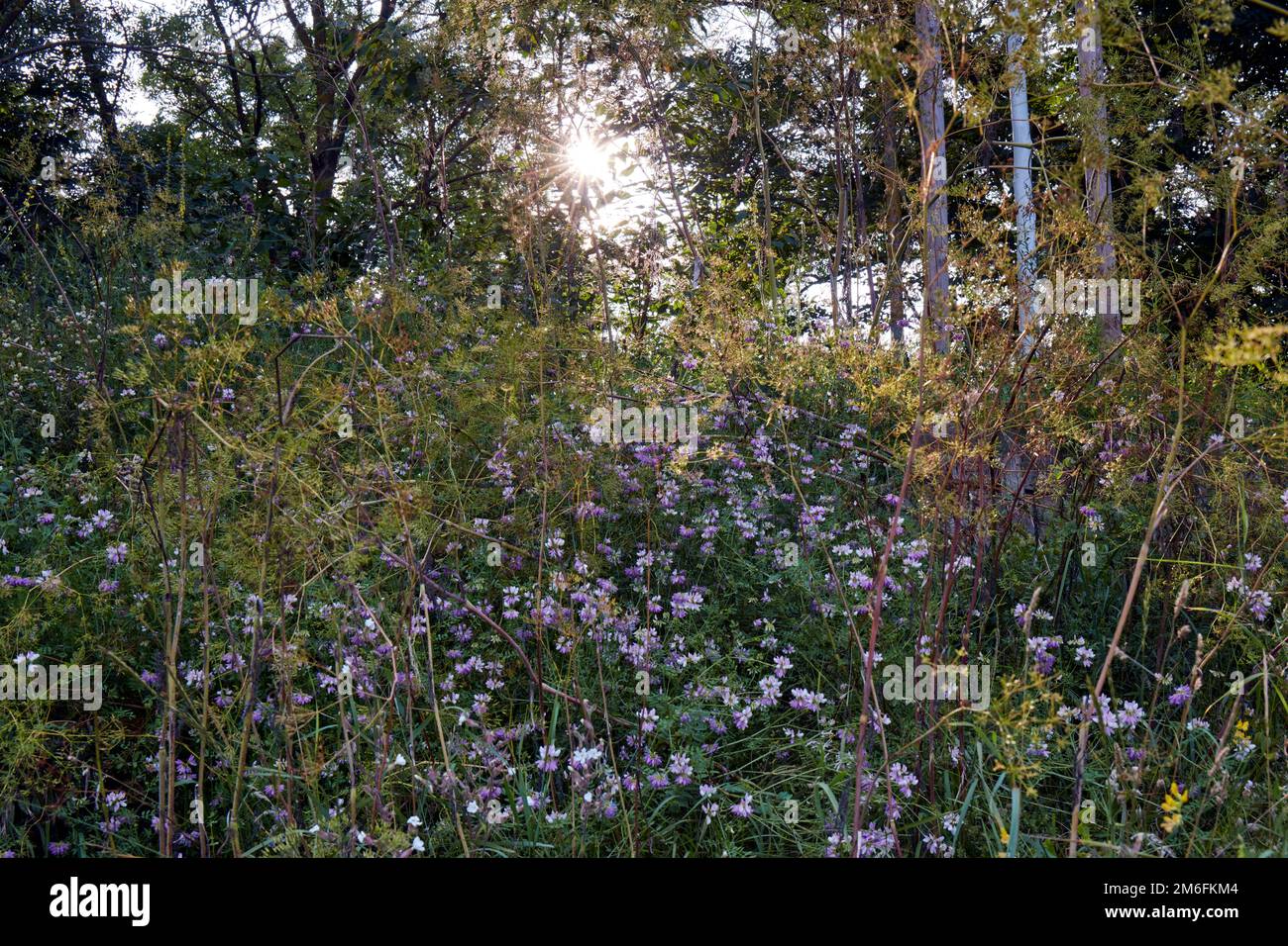 Late summer wildflower vegetation along the path Stock Photo - Alamy