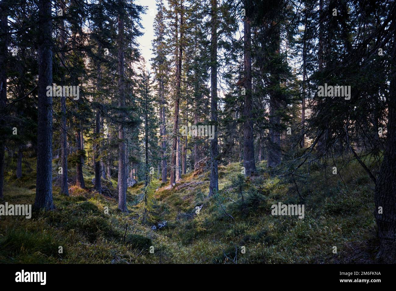 Dense conifer forest in the dolomite alps in fall Stock Photo - Alamy