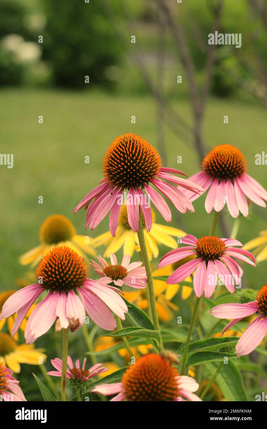 Bright summer coneflowers growing in the sunny flower garden Stock ...
