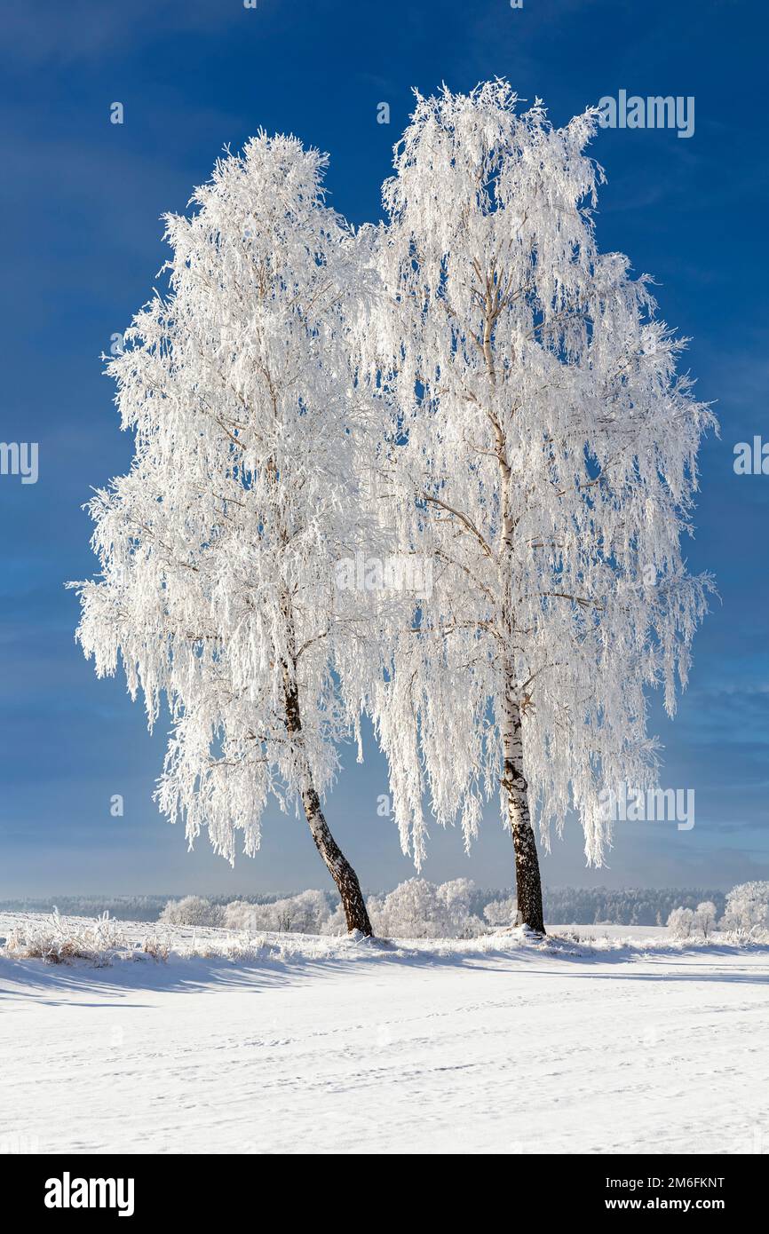 Frosted birches hi-res stock photography and images - Alamy