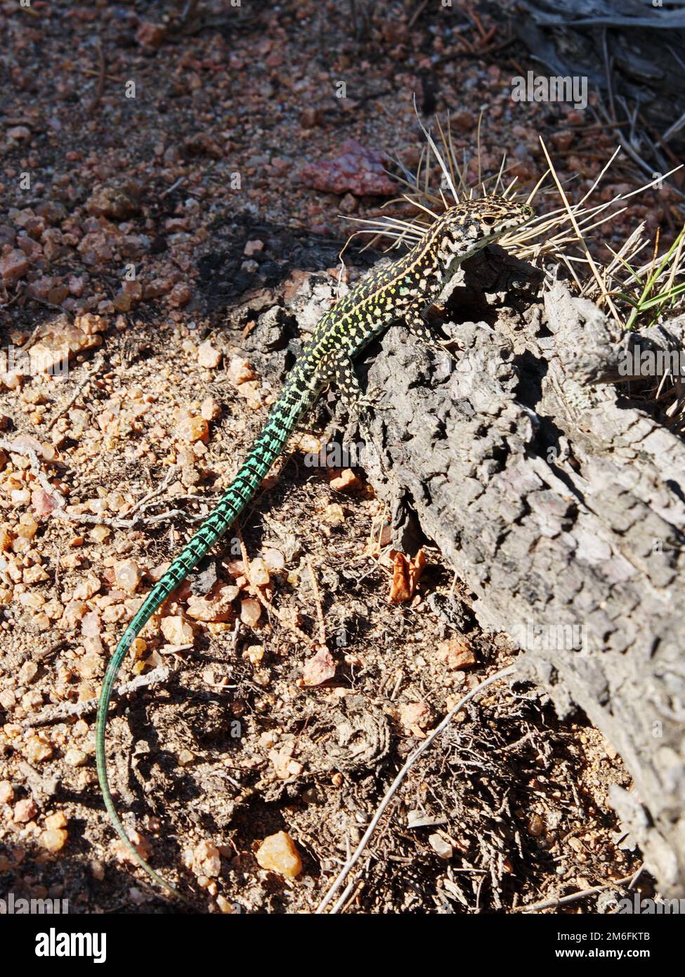 Spiaggia di tinnari hi-res stock photography and images - Alamy