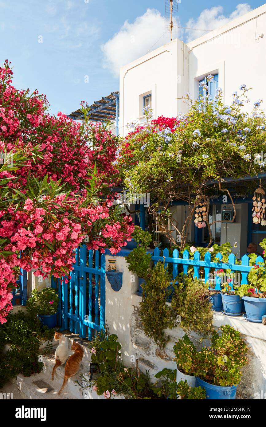 Amorgos chora house with bougainvillea in bloom Stock Photo - Alamy