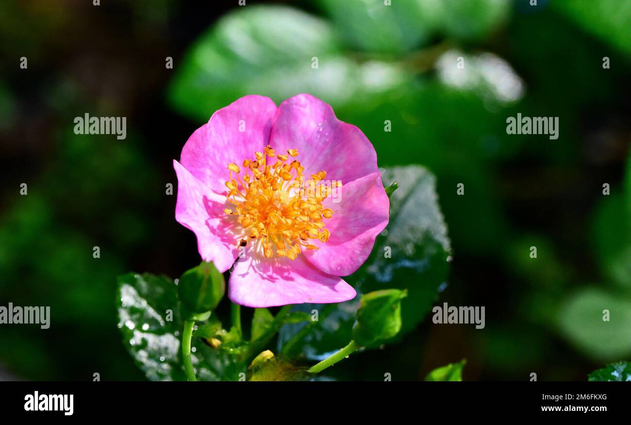 An image of a single Rosa 'Simon Robinson' miniature rose Stock Photo ...