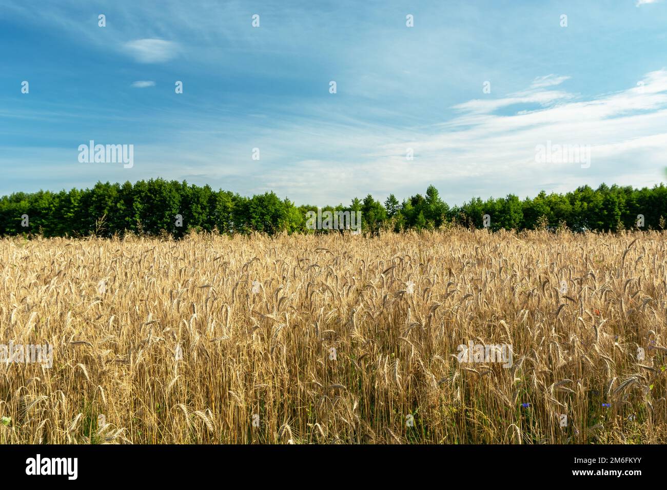 Triticale field and green trees, clouds on the sky Stock Photo - Alamy