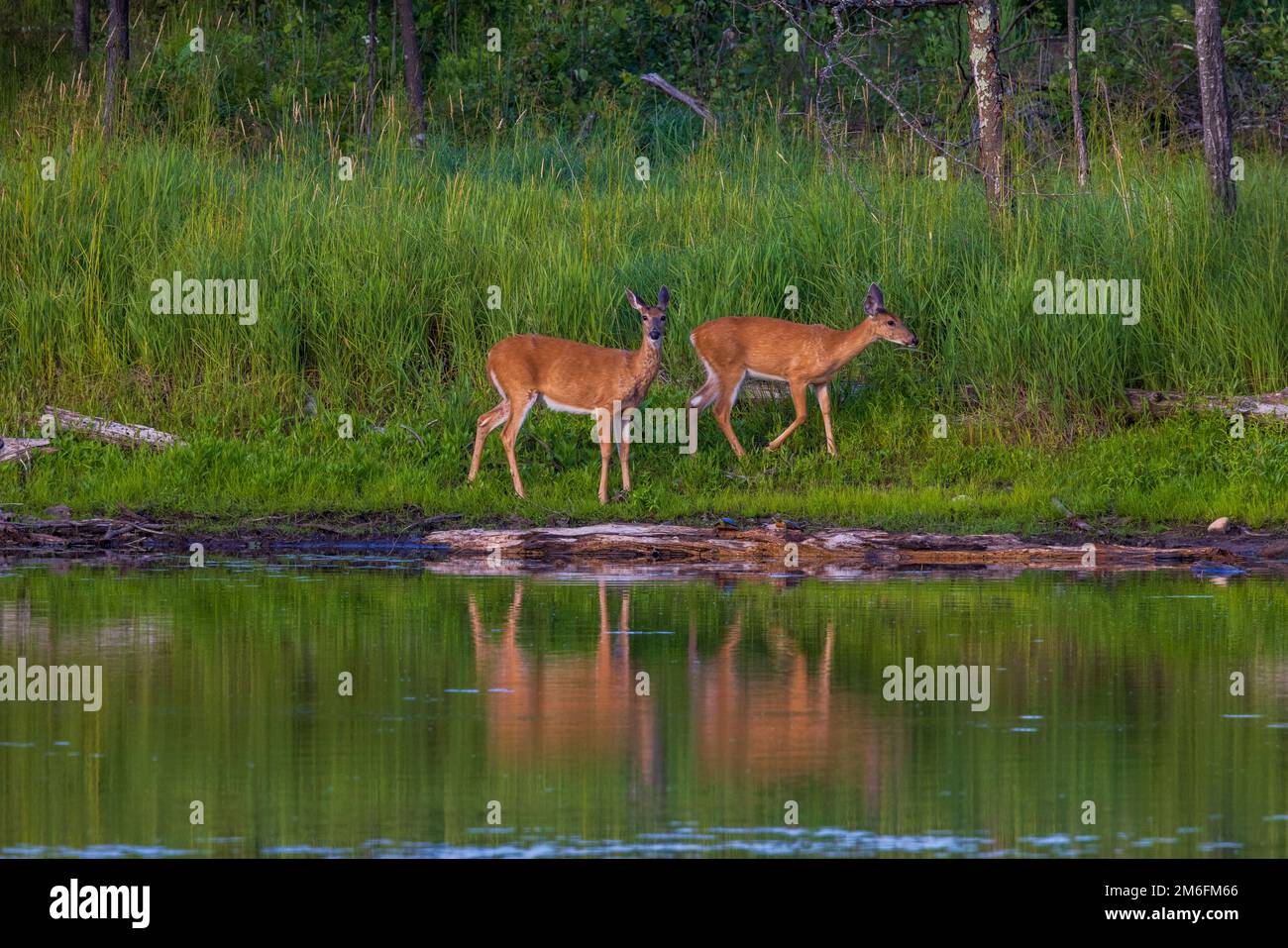 White-tailed deer in northern Wisconsin Stock Photo - Alamy