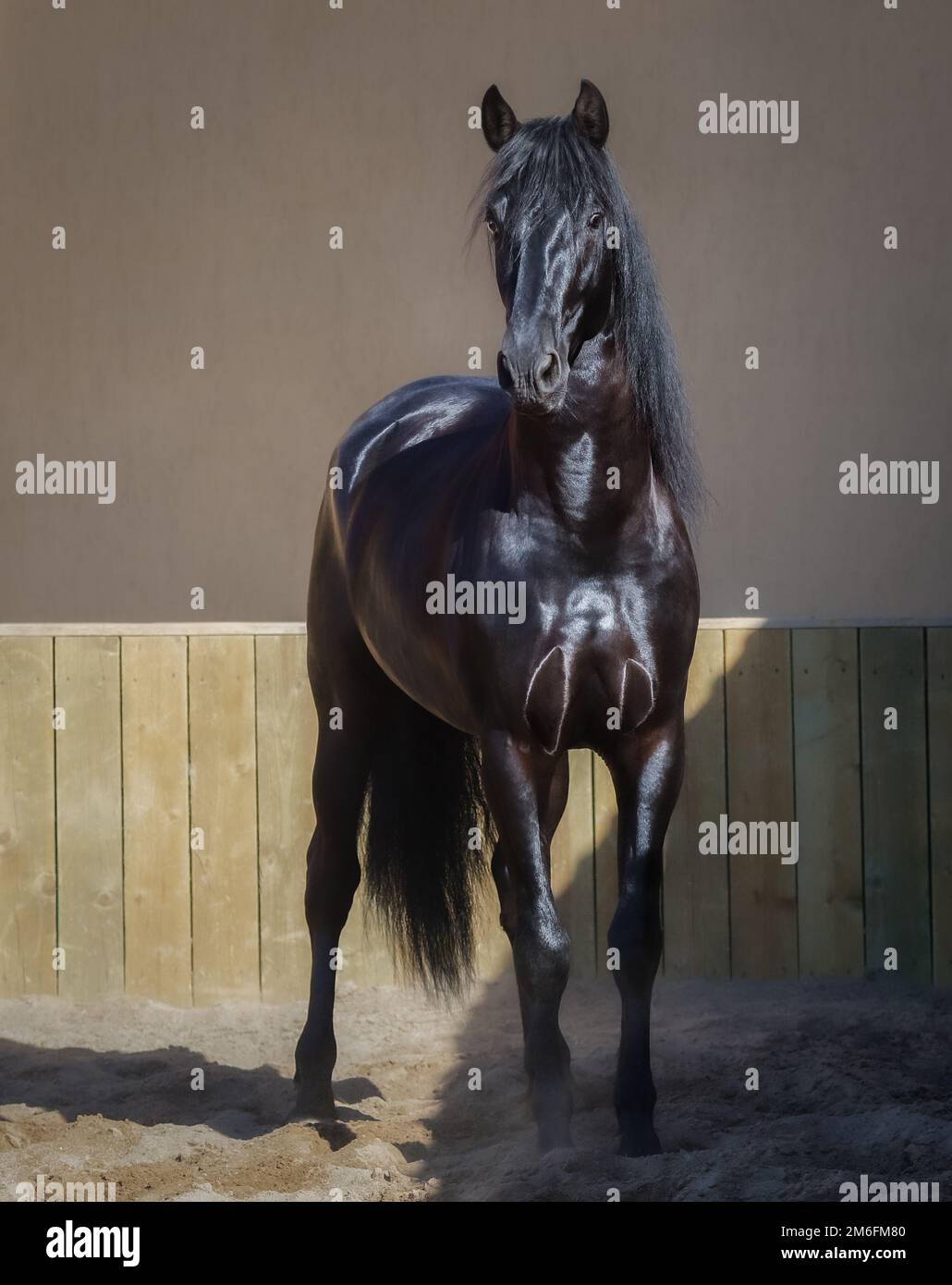 Full body portrait of black Spanish stallion stand in paddock Stock ...