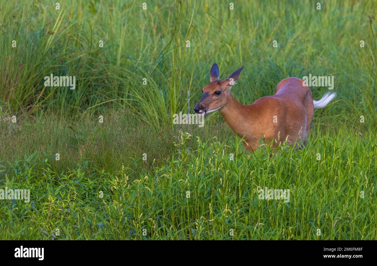White-tailed doe in a northern Wisconsin field Stock Photo - Alamy