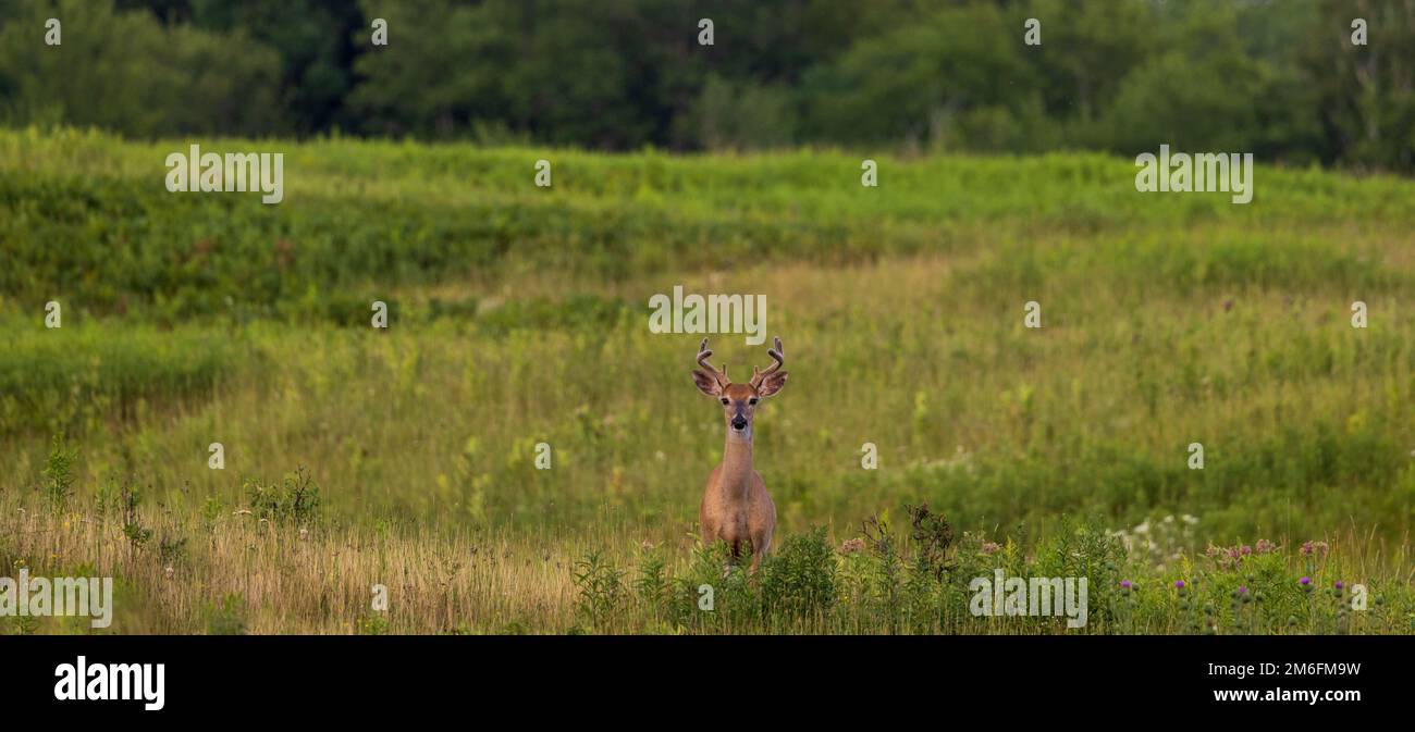 Northern deer species hi-res stock photography and images - Alamy
