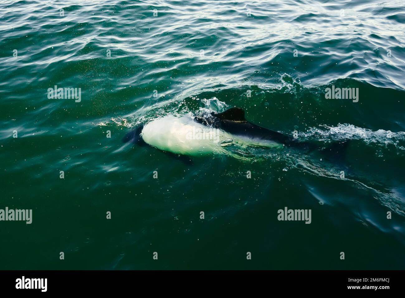 Commerson's dolphin (Cephalorhynchus commersonii).Unesco world heritage ...
