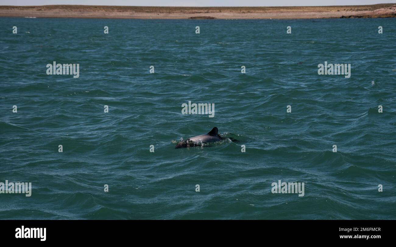 Commerson's dolphin (Cephalorhynchus commersonii).Unesco world heritage ...