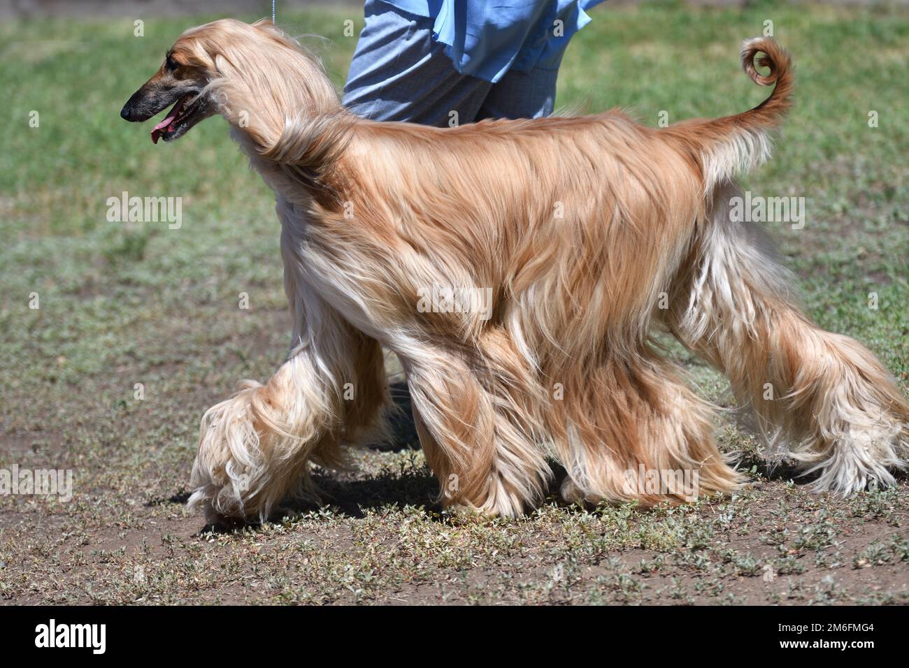 Afghan hound grass hi-res stock photography and images - Alamy
