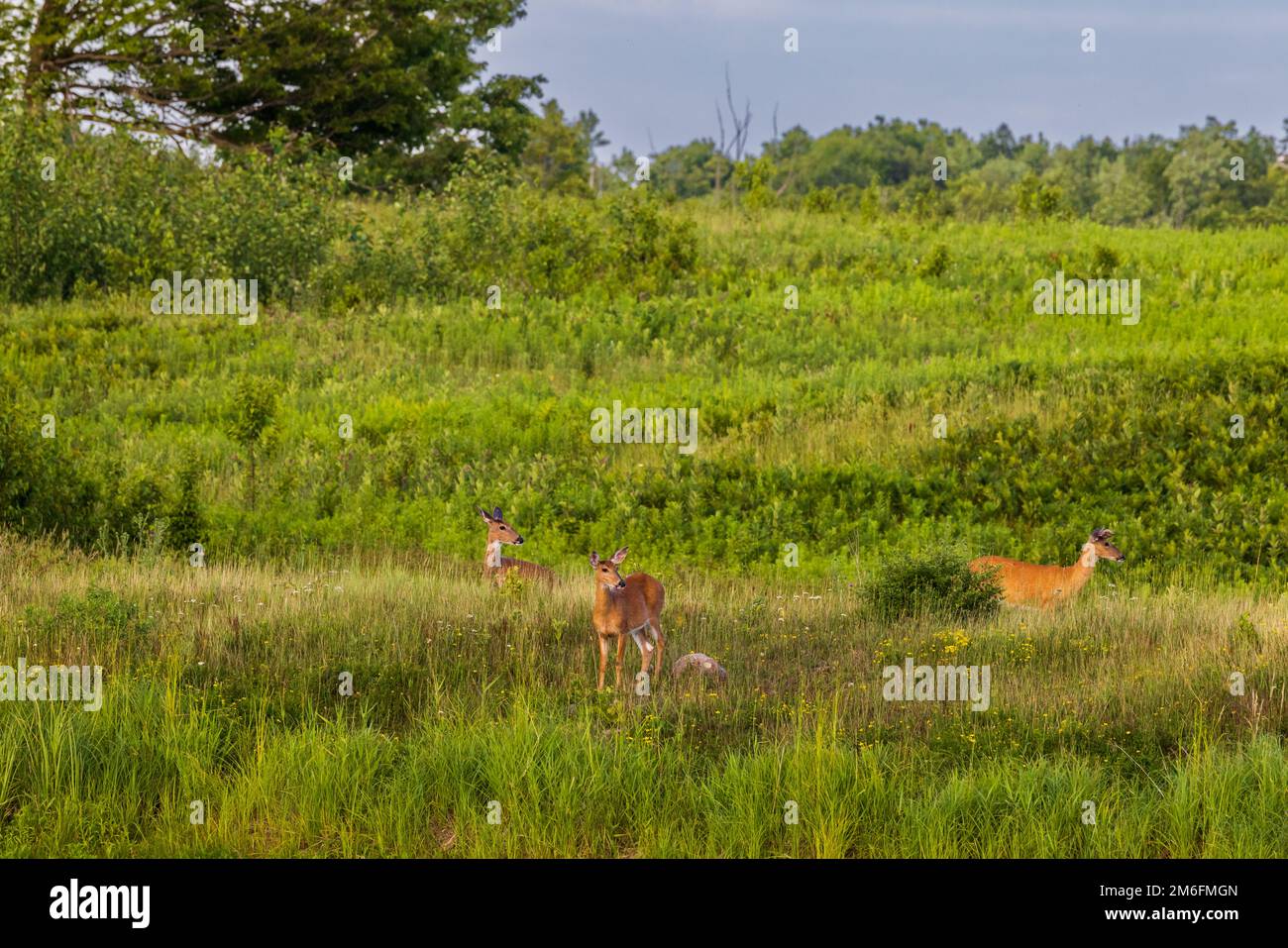 White-tailed deer in northern Wisconsin Stock Photo - Alamy