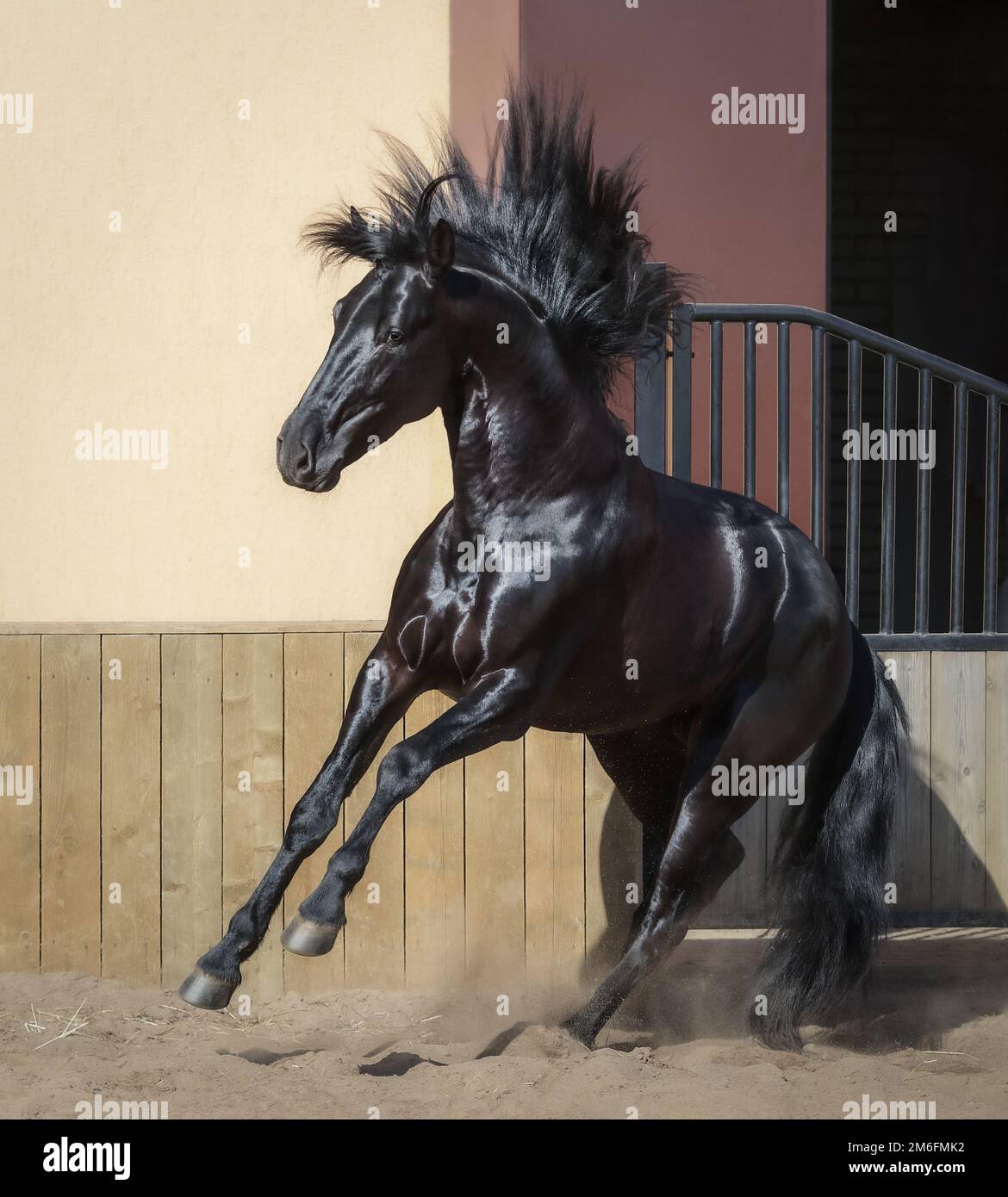 Rearing andalusian horse hi-res stock photography and images - Alamy