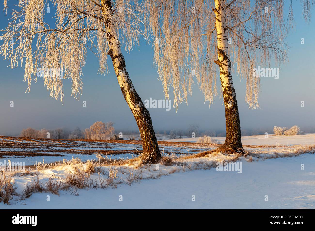 Frosted birches hi-res stock photography and images - Alamy