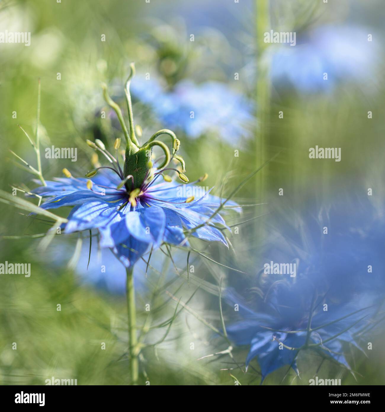 Garden flower Nigella Stock Photo - Alamy