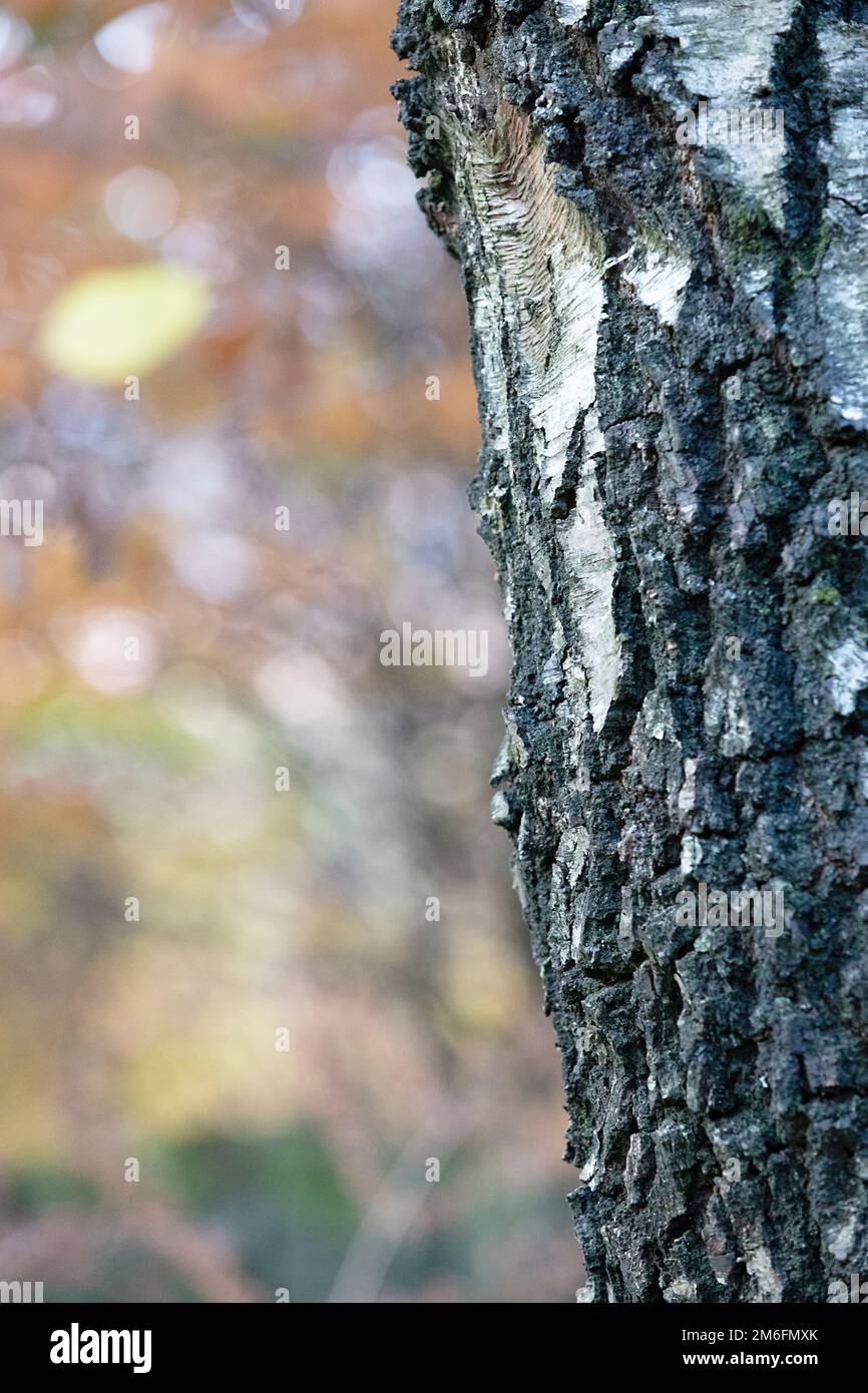 Tree trunk English woodland Stock Photo - Alamy