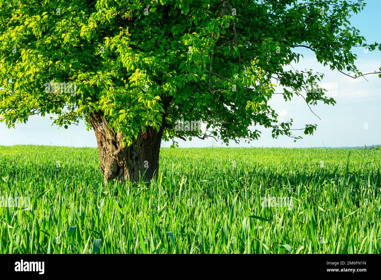 A huge deciduous tree growing in green cereal Stock Photo - Alamy