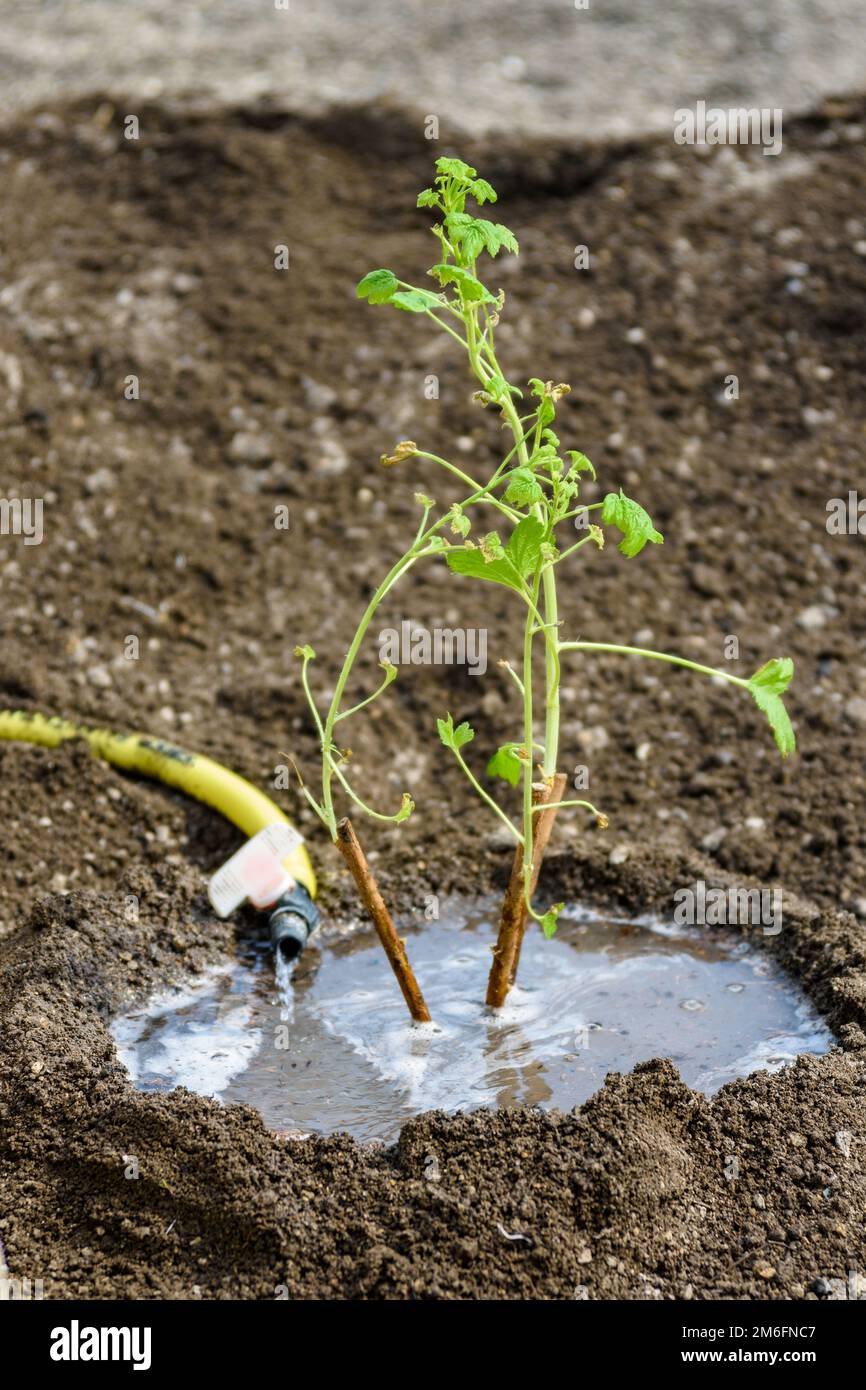 Weeded earth hi-res stock photography and images - Alamy
