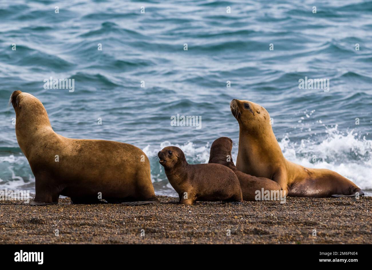 Sea lions, Peninsula Valdes, Patagonia, Argentina Stock Photo - Alamy