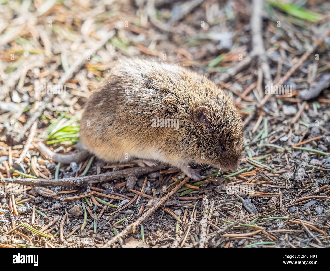 A closeup of a Common vole on the ground with a blurry background ...