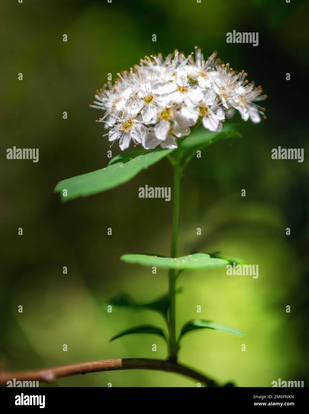 Spiraea plant hi-res stock photography and images - Alamy
