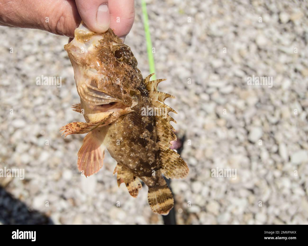 Close-up of a live small sea fish caught spinning on the Black Sea ...