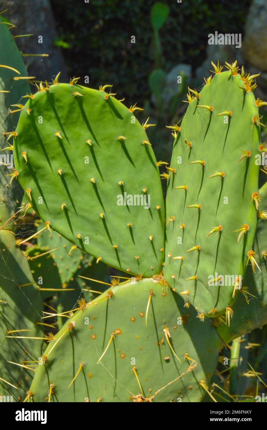 Prickly pear cactus with ears, growing in the park, outdoors, vertical ...